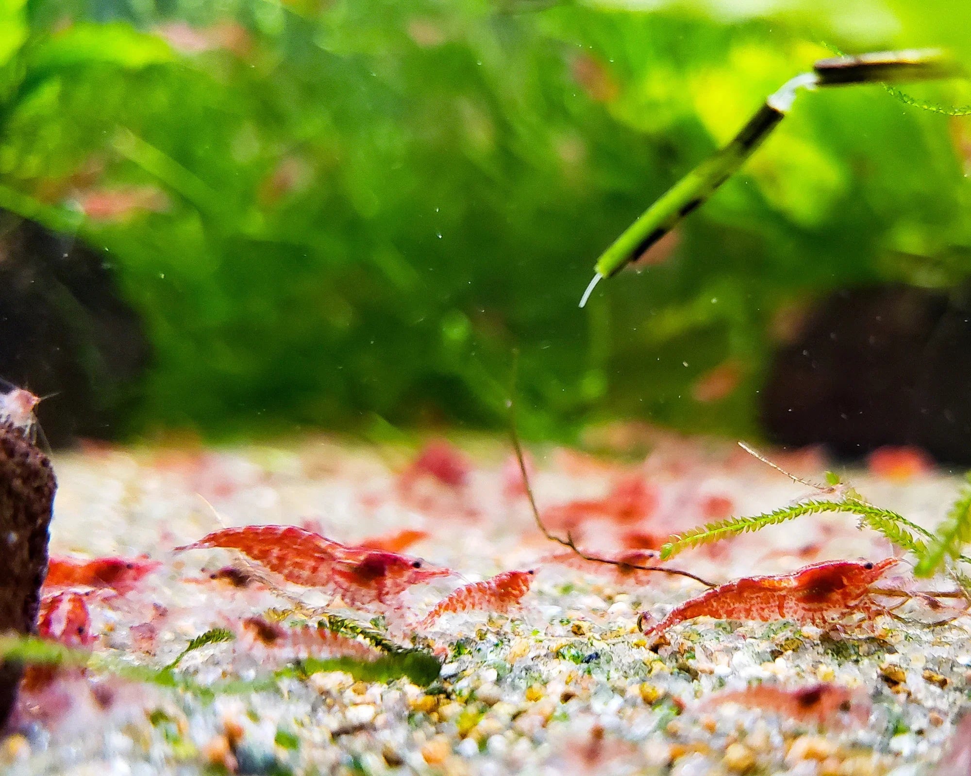 Cherry Shrimp – The Hobby Aquarist