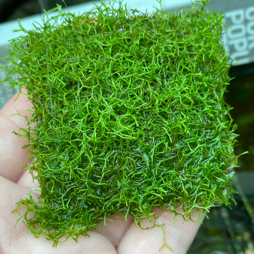 Floating Crystalwort - Riccia Fluitans – The Hobby Aquarist