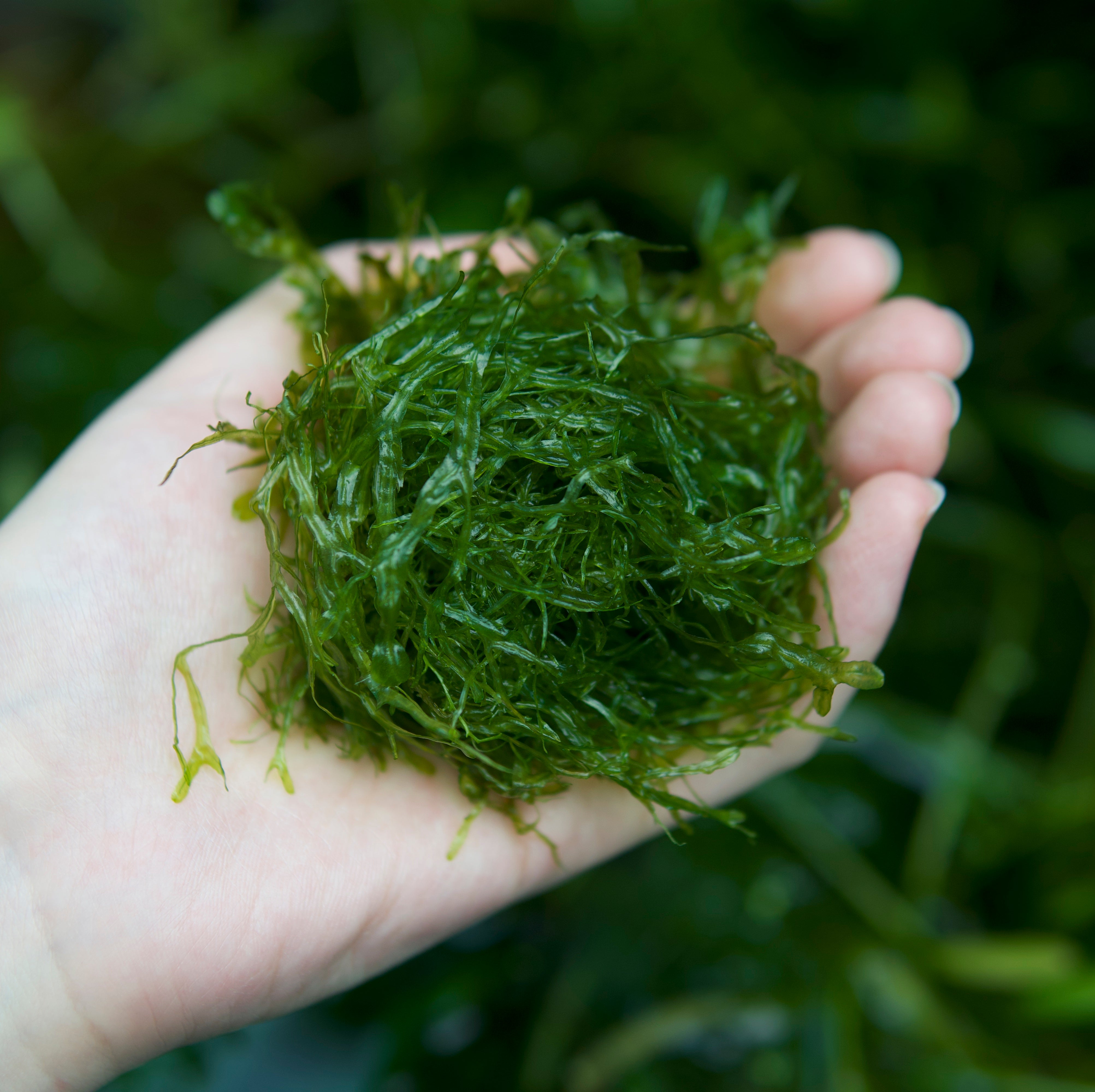 Subwassertang - Lomariopsis lineata – The Hobby Aquarist