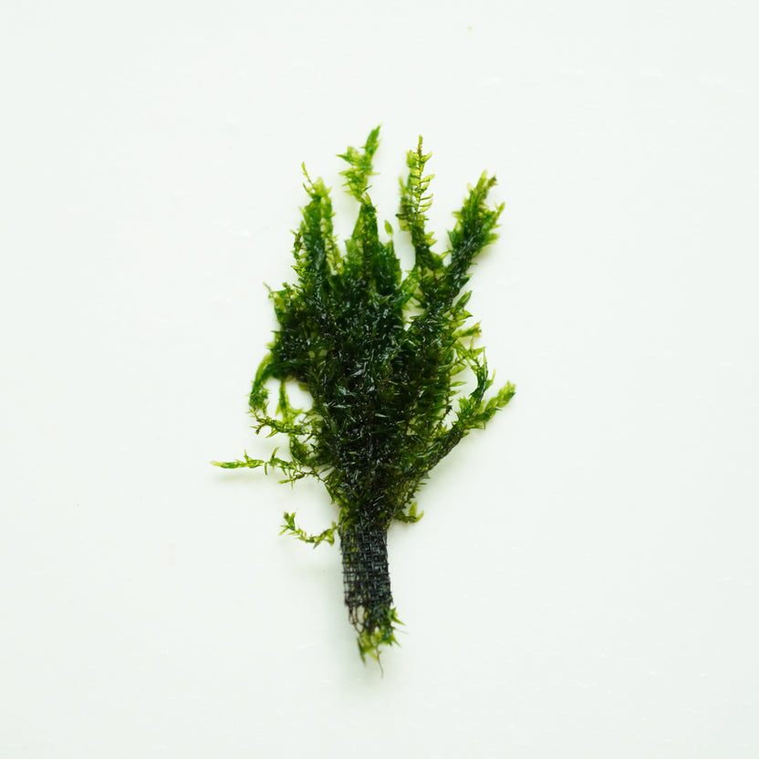 Willow Moss - Fontinalis antipyretica – The Hobby Aquarist